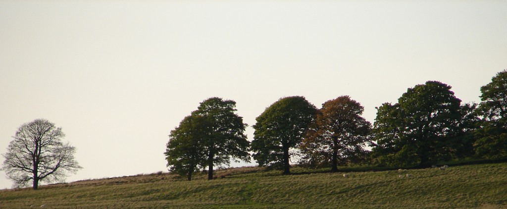 Field margin trees, May – FotO